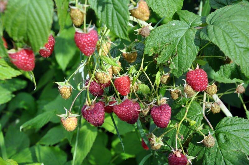 Fruits of Raspberry on a Bush Branch Stock Image - Image of plant ...