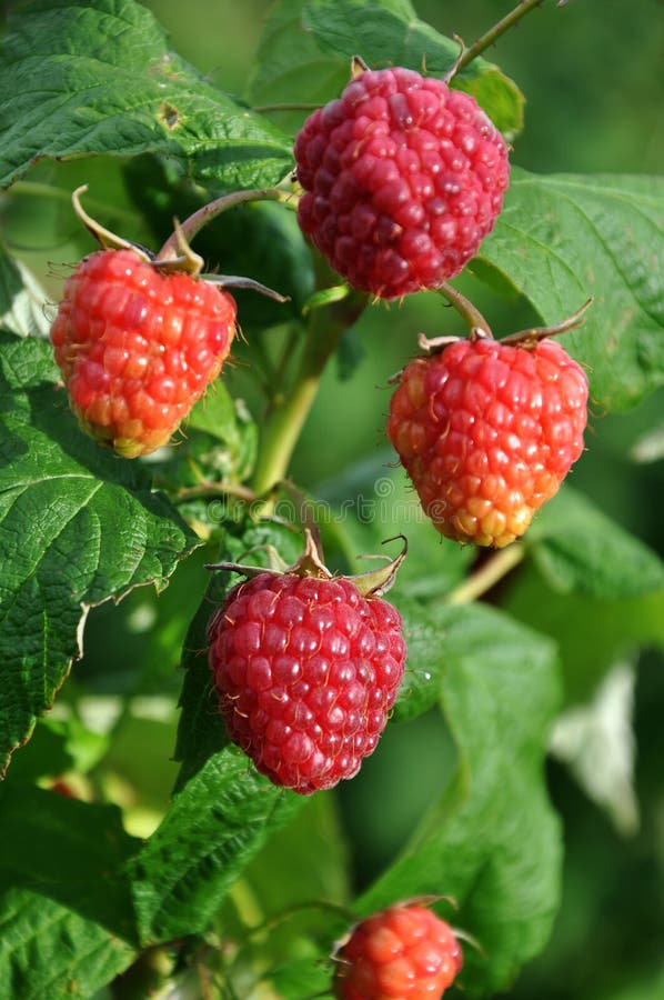 Fruits of Raspberry on a Bush Branch Stock Image - Image of raspberry ...