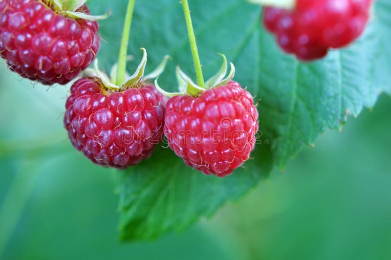 Fruits of Raspberry on a Bush Branch Stock Photo - Image of background ...