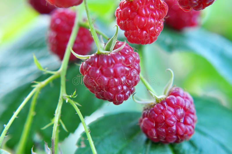 Fruits of Raspberry on a Bush Branch Stock Image - Image of orchard ...