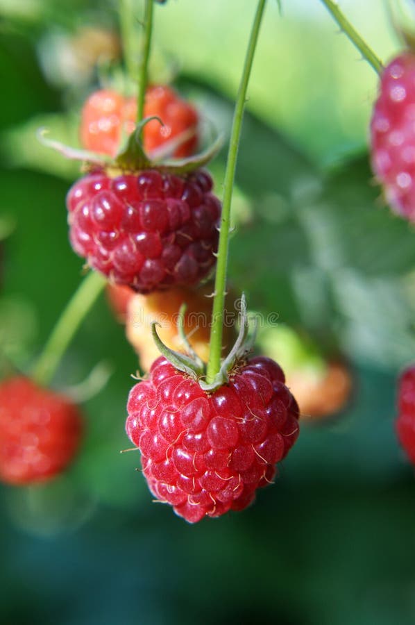 Fruits of Raspberry on a Bush Branch Stock Photo - Image of healthy ...