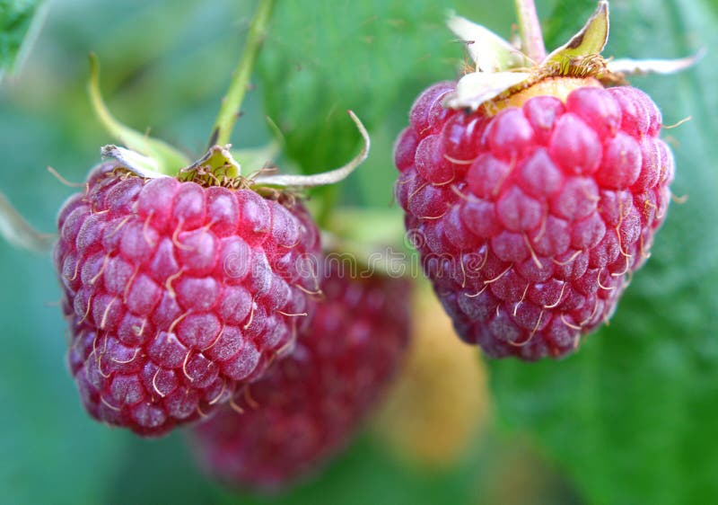 Fruits of Raspberry on a Bush Branch Stock Photo - Image of branch ...