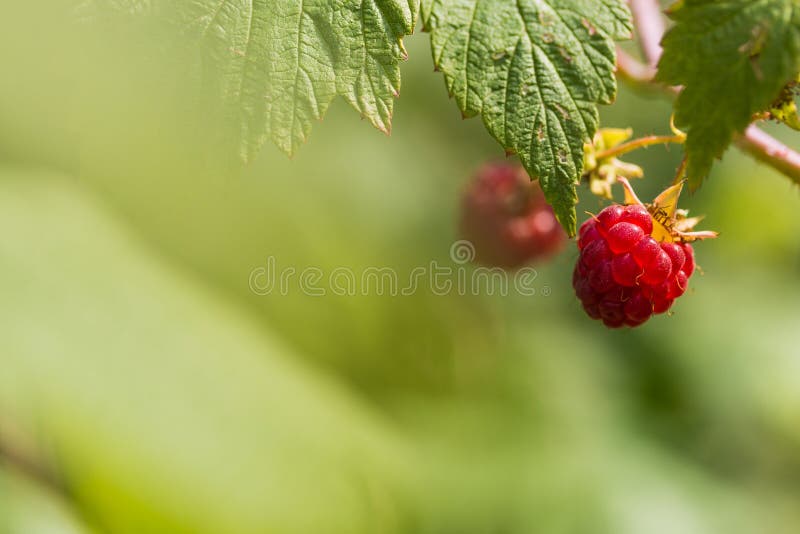 Fruits of raspberry stock photo. Image of colors, gourmet - 43944440