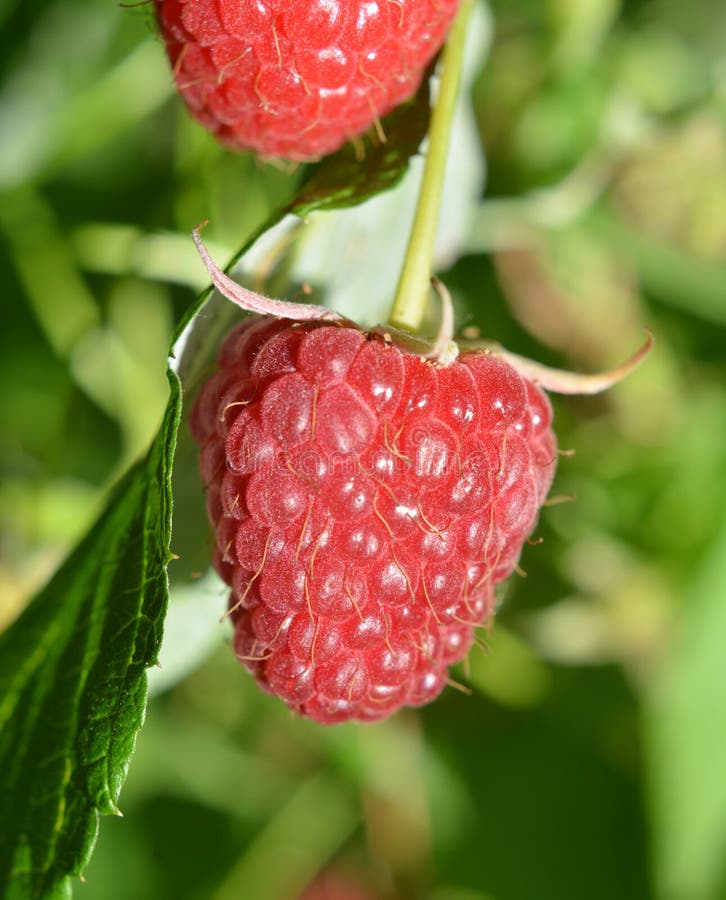 Fruits of Raspberry on a Bush Branch Stock Image - Image of leaf, sweet ...