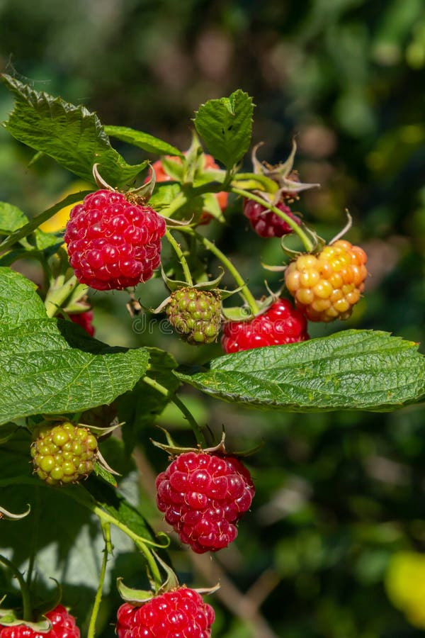 Fruits of Raspberry and Green Leaves on a Bush Branch Stock Photo ...