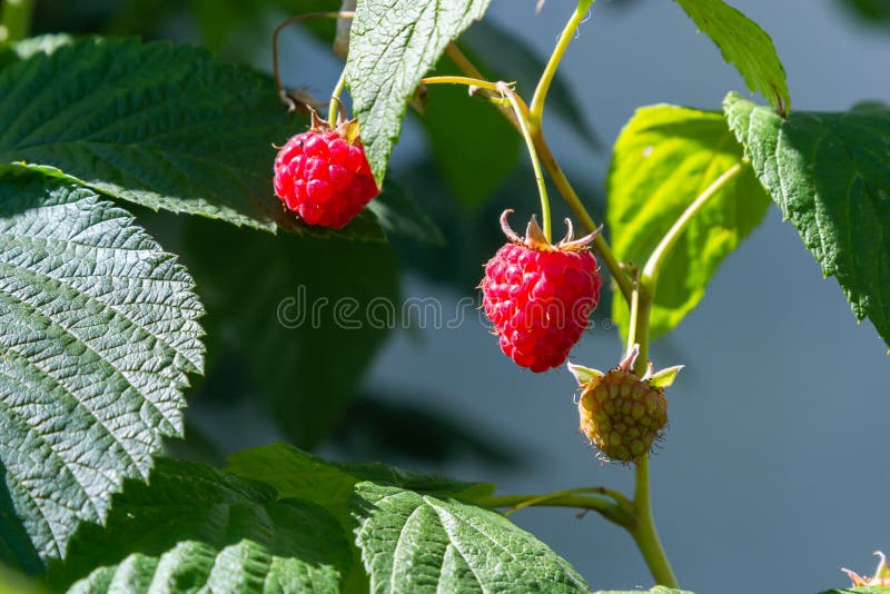 Fruits of Raspberry and Green Leaves on a Bush Branch Stock Image ...