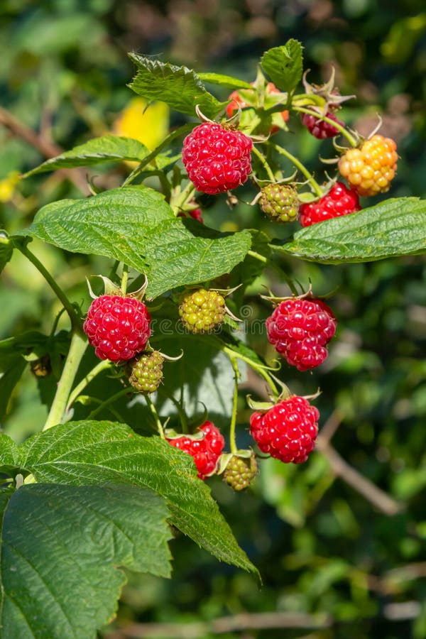 Fruits of Raspberry and Green Leaves on a Bush Branch Stock Image ...