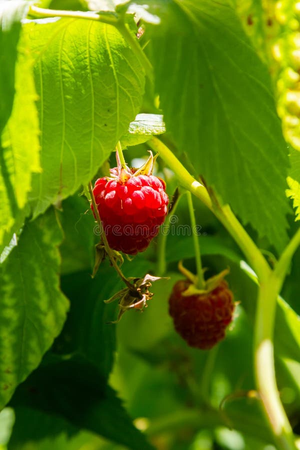 Fruits of Raspberry and Green Leaves on a Bush Branch Stock Image ...