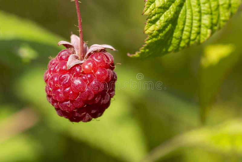 Fruits of Raspberry and Green Leaves on a Bush Branch on a Blurry Green ...