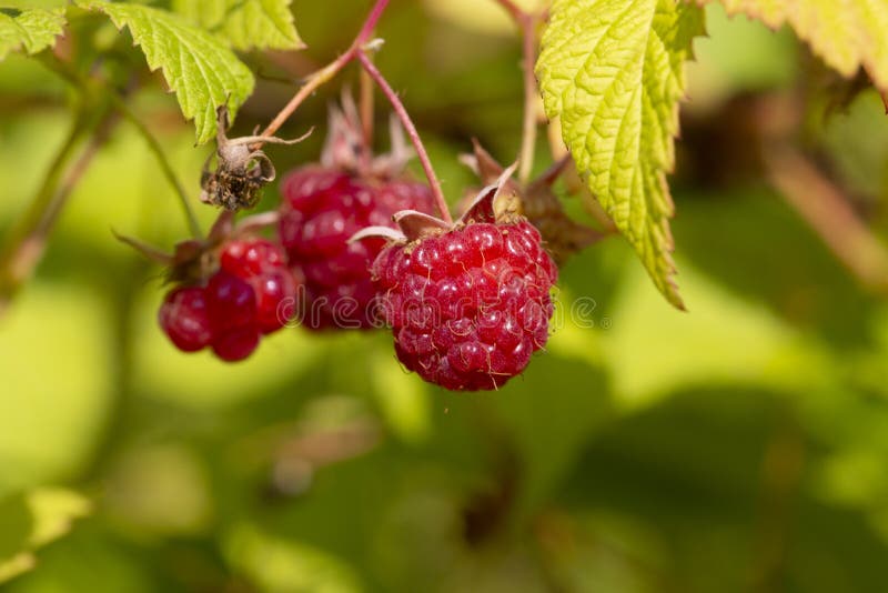 Fruits of Raspberry and Green Leaves on a Bush Branch on a Blurry Green ...