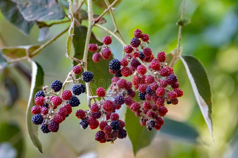 Fruits of the Raspberry Rubus Urticifolius Stock Photo - Image of ...