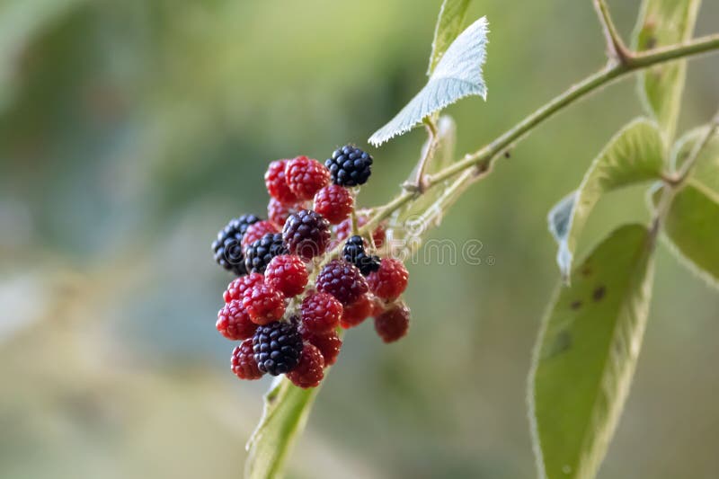 Fruits of the Raspberry Rubus Urticifolius Stock Photo - Image of macro ...