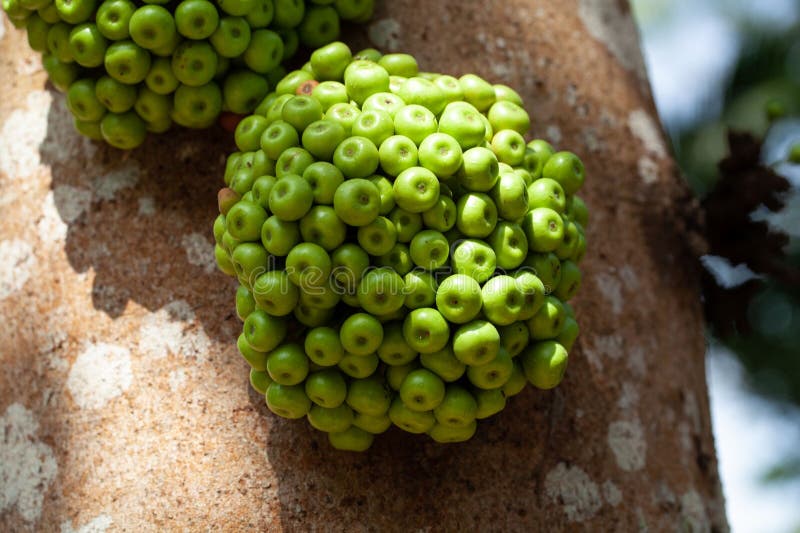 Fruits of a Red Stem Fig, Ficus Variegata Stock Photo - Image of ...