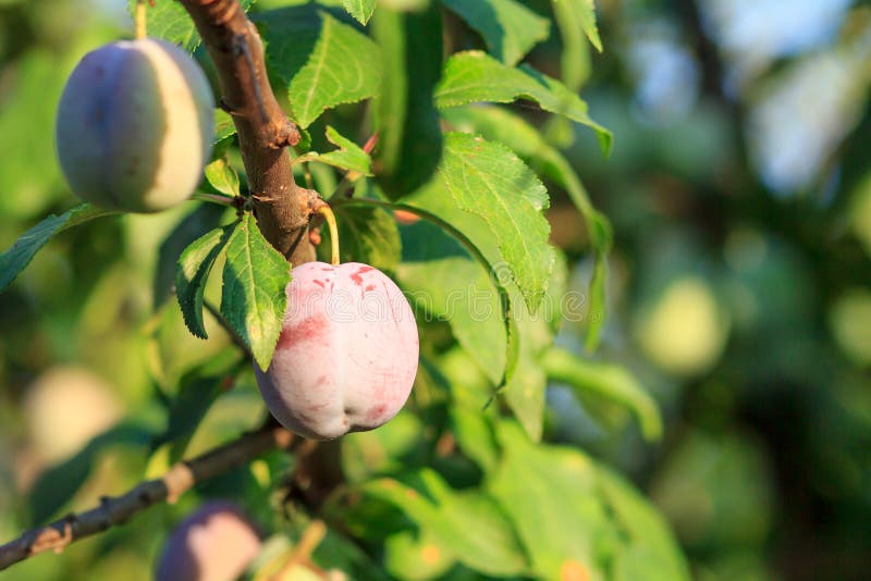 Fruits of Ripe and Unripe Plum on Tree Stock Image - Image of green ...