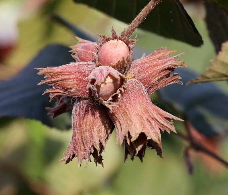 Fruits Ripen on a Hazelnut Branch Stock Photo - Image of snack ...