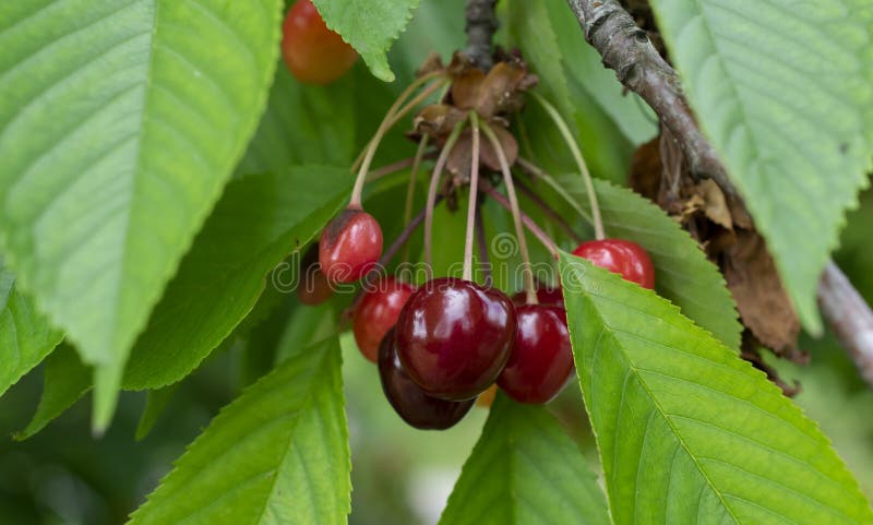 Fruits of a Ripening Cherry Hanging on a Tree Stock Image - Image of ...