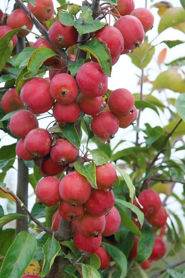 Fruits sauvages rouges image stock. Image du fruits, rouge - 26852145