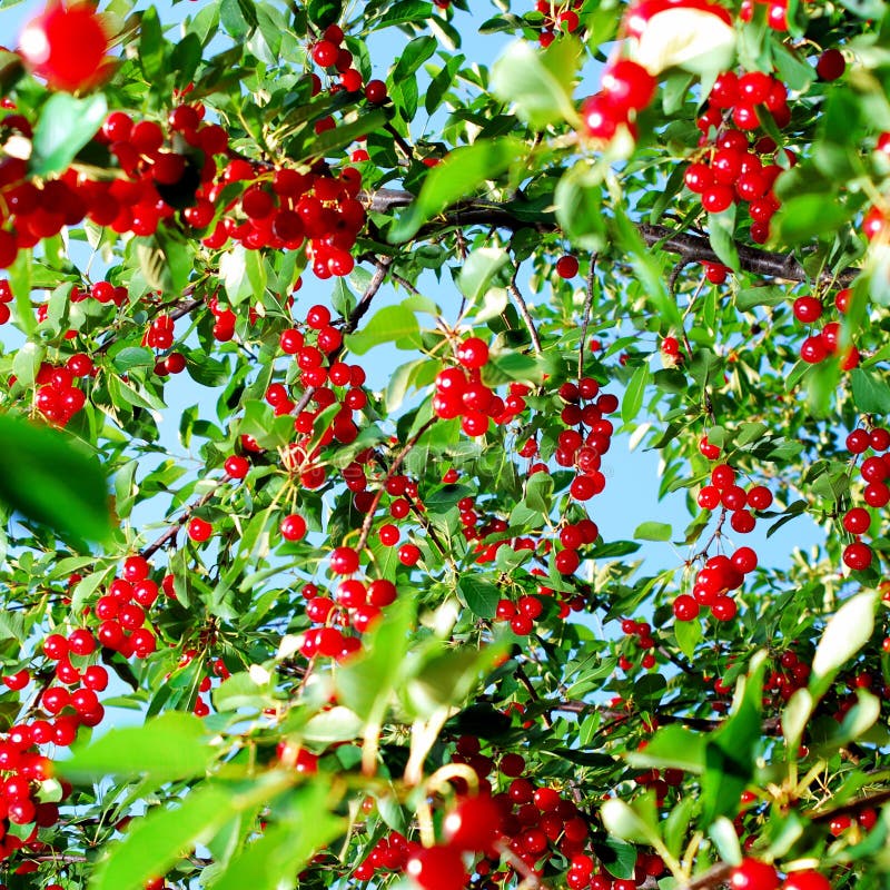 Fruits Rouges De Cerise Sur L'arbre Image stock - Image du flore ...