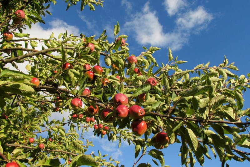 Fruits Rouges De Pomme Sur L'arbre Image stock - Image du sain, lame ...