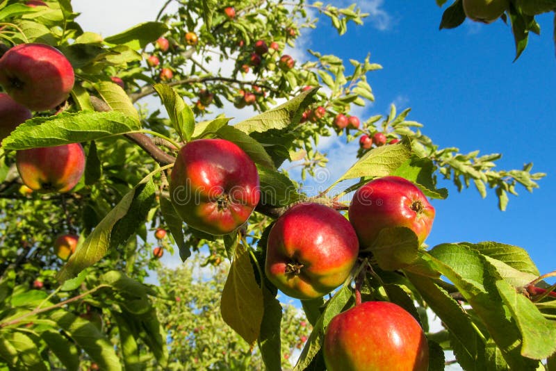 Fruits Verts De Coing De Pomme Sur L'arbre Photo stock - Image du fond ...