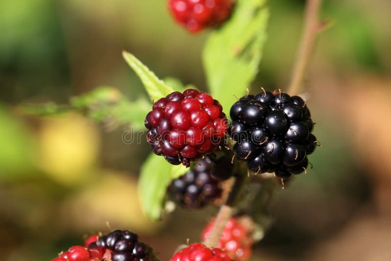 Fruits D'un Pommier Sauvage Photo stock - Image du feuillage, pomme ...