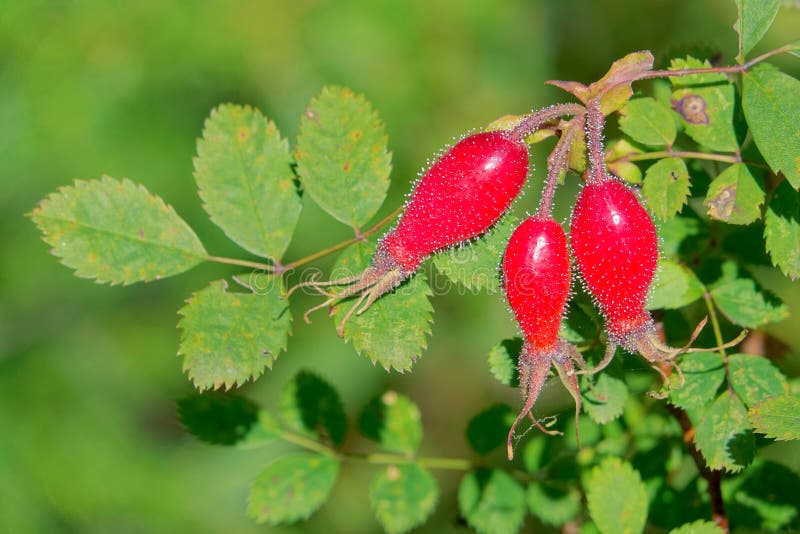 Fruits rouges de rosier photo stock. Image du nature - 128094410