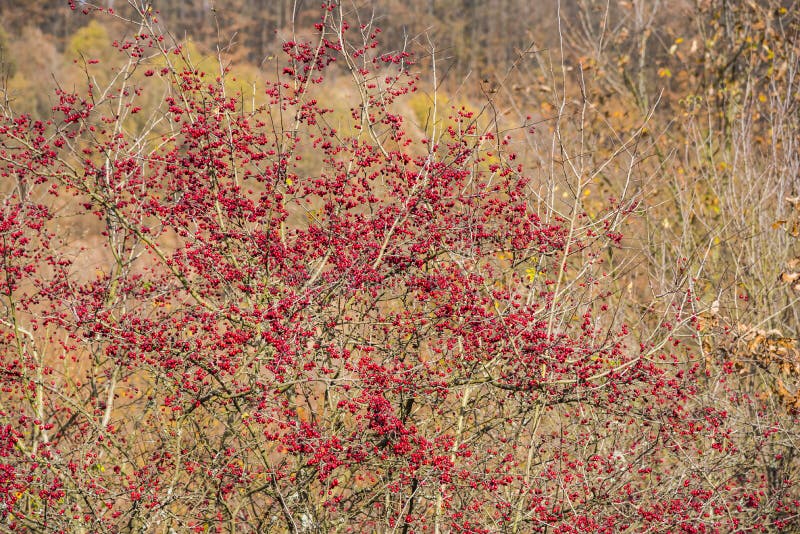 Fruits rouges sauvages photo stock. Image du européen - 186158100