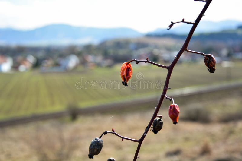 Fruits Rouges Sur La Branche Photo stock - Image du légume, rouge: 82939478