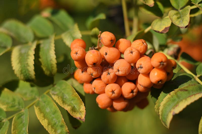 Fruits of rowan on tree stock image. Image of plant - 127348967