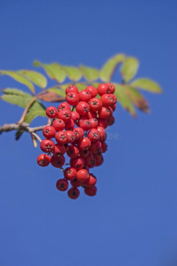 Fruits of rowan tree stock photo. Image of food, aucuparia - 141793766