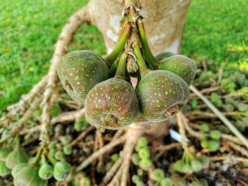 Fruits of Roxburgh Fig, Elephant Ear Fig Tree Ficus Auriculata are ...