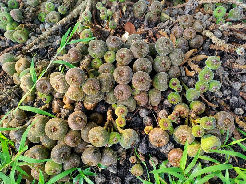 Fruits of Roxburgh Fig, Elephant Ear Fig Tree Ficus Auriculata are ...