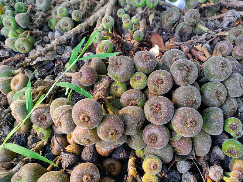 Fruits of Roxburgh Fig, Elephant Ear Fig Tree Ficus Auriculata are ...