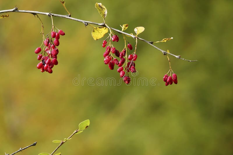 Fruits rouges sauvages photo stock. Image du beau, attaché - 10451452