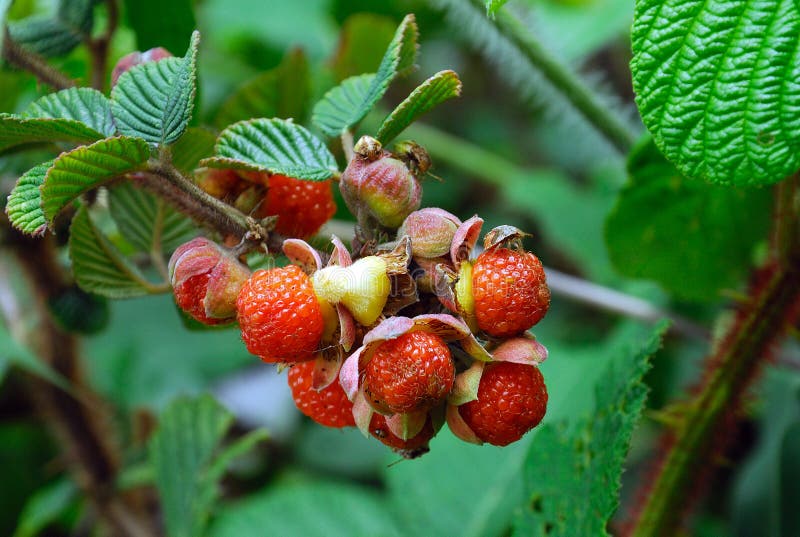 Fruits rouges sauvages photo stock. Image du beau, attaché - 10451452