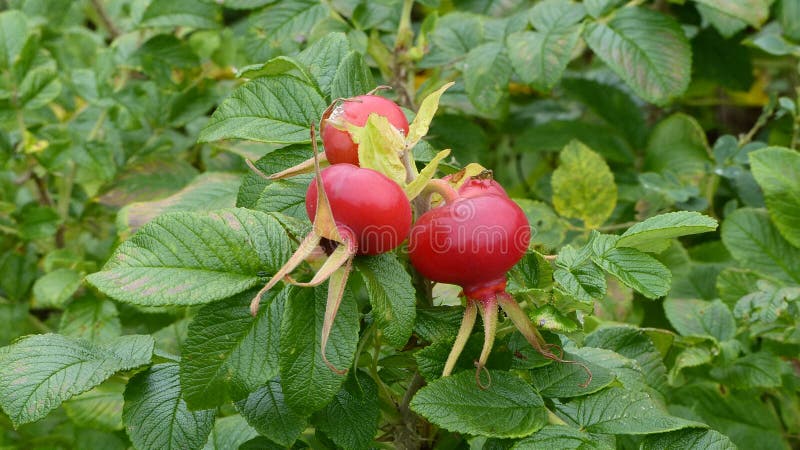 96,853 Photos de Fruit Rouge Sauvage - Photos de stock gratuites et ...