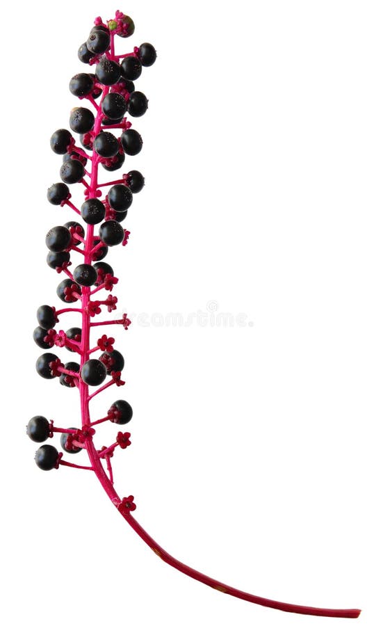 Fruits rouges sauvages photo stock. Image du beau, attaché - 10451452