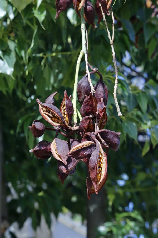 Fruits Secs Du Ficus Sur L'arbre. Photo stock - Image du arbres, arbre ...