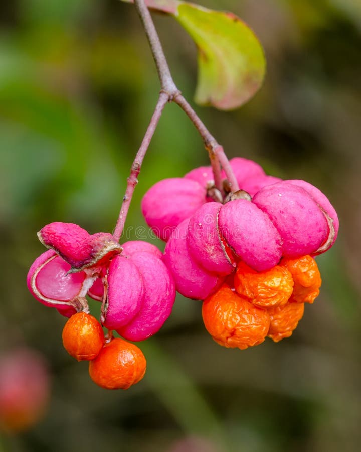 Fruits and Seeds of Spindle Tree Stock Image - Image of bush, plant ...