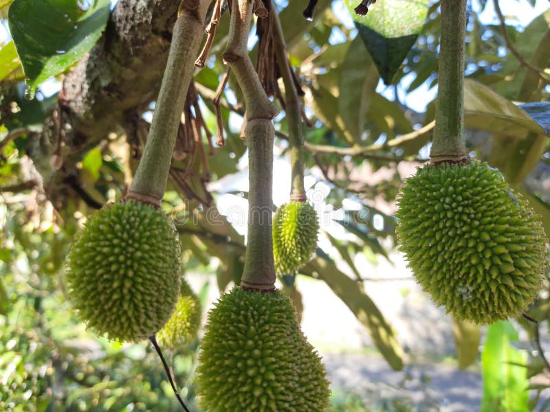 Small Durian Fruit. stock photo. Image of asian, harvest - 36579780