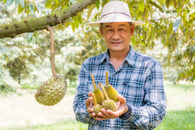 Fruits of Small Durian Trees Fall before they Grow Stock Photo - Image ...