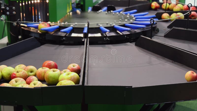 Fruits Sorting Machine Farm Stock Footage - Video of fruits, apple ...