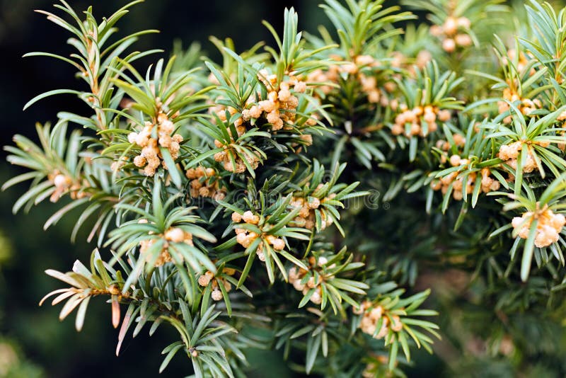Fruits of spruce stock image. Image of pine, decorative - 75971507