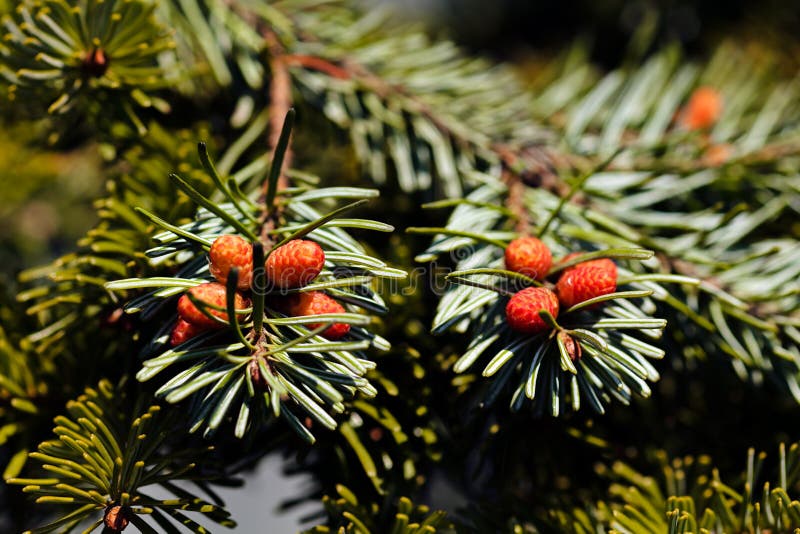 Fruits of spruce stock image. Image of background, flora - 75973995