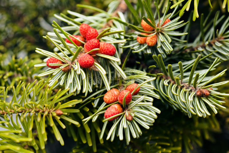 Fruits of spruce stock photo. Image of flora, decoration - 75974026