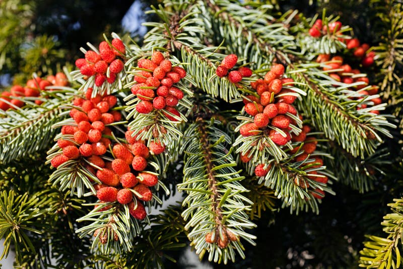 Fruits of spruce stock image. Image of coniferous, fresh - 75974145