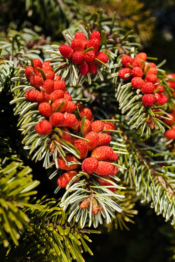 Fruits of spruce stock image. Image of coniferous, celebration - 75974147