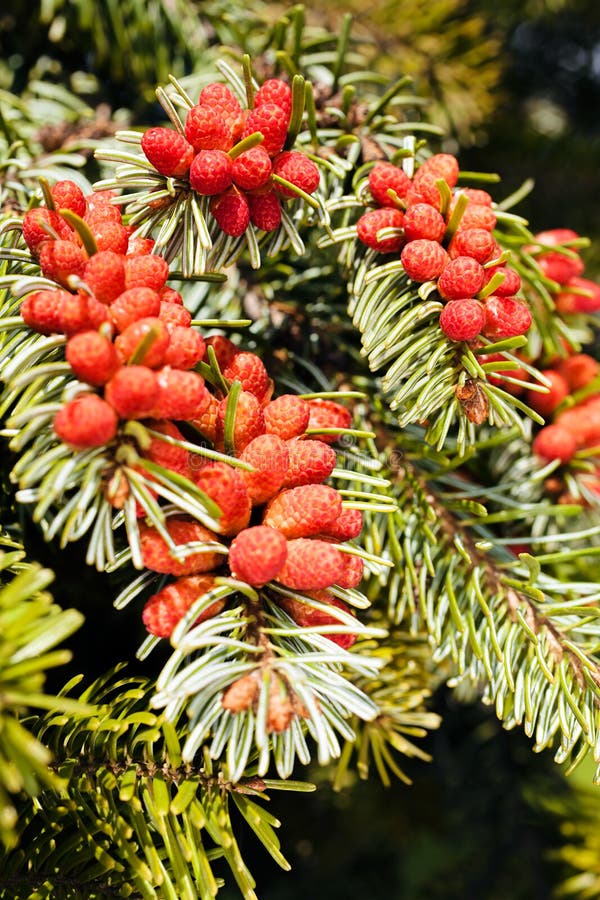 Fruits of spruce stock image. Image of background, pine - 75974165