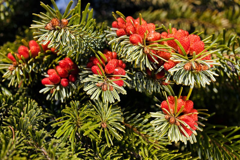 Fruits of spruce stock photo. Image of pine, decorative - 75974196