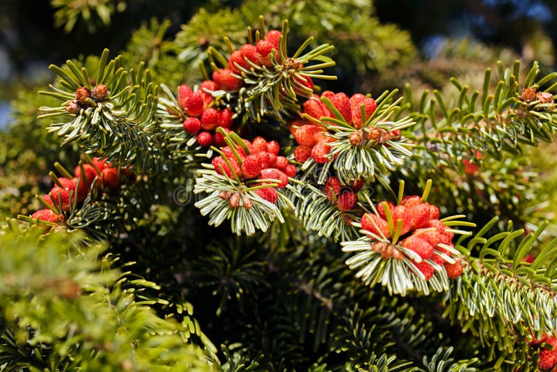 Fruits of spruce stock image. Image of christmas, flora - 75974231